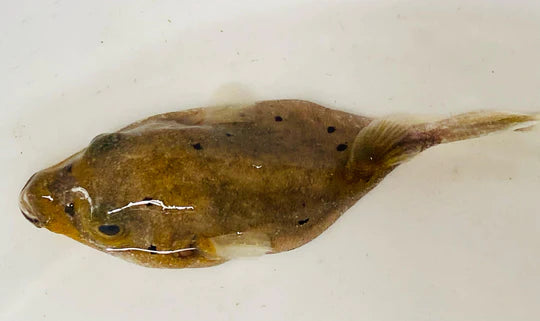 Puffers – Seastainable Supply