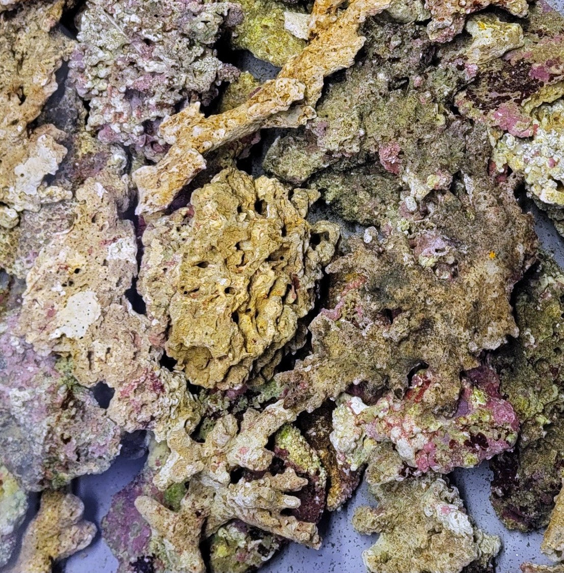 Live Rock – Seastainable Supply