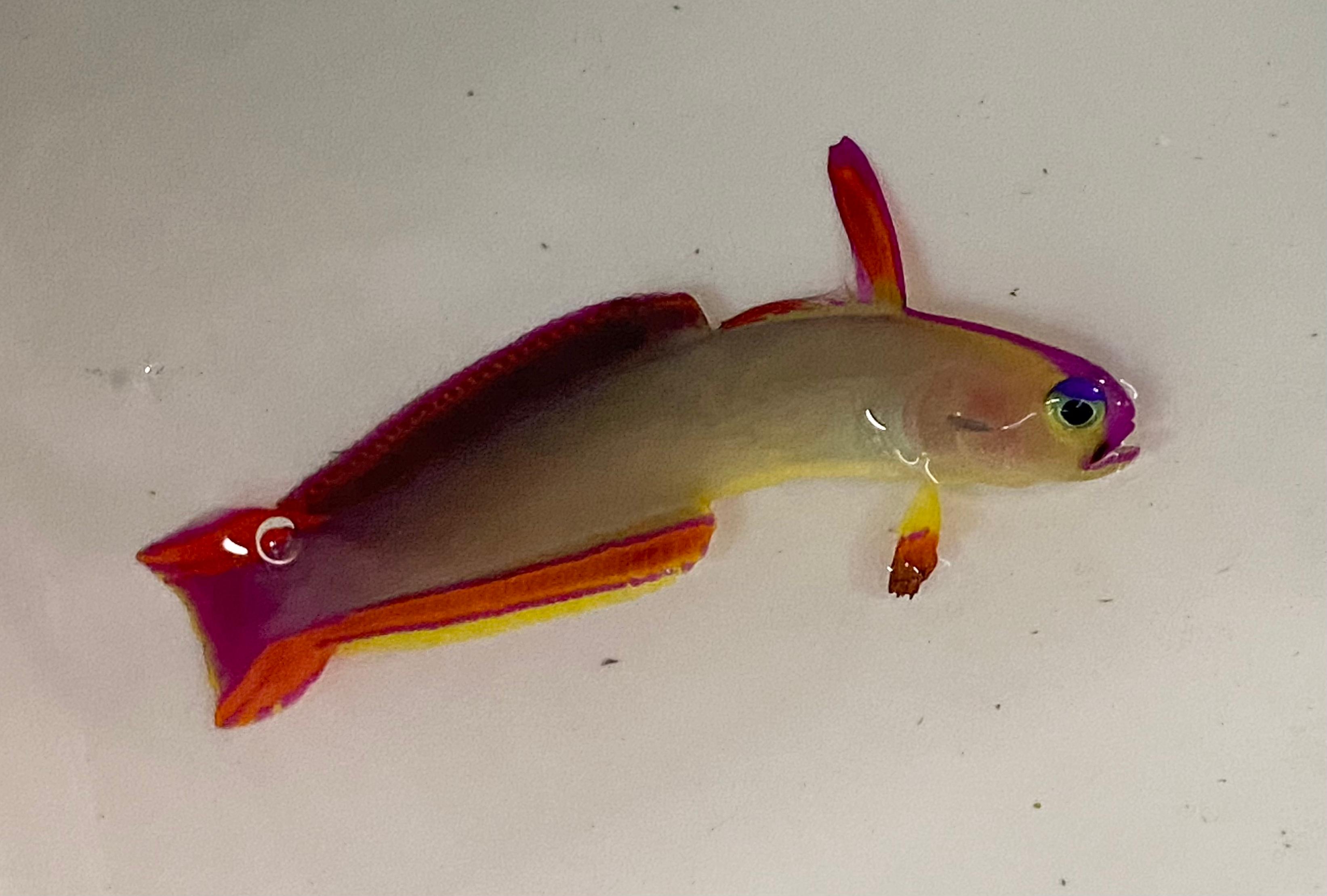 Nemateleotris Decora - Purple Firefish Goby – Seastainable Supply