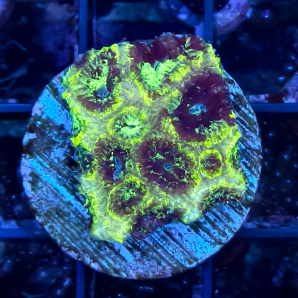 Favia Frag - 022025 - UF19 – Seastainable Supply