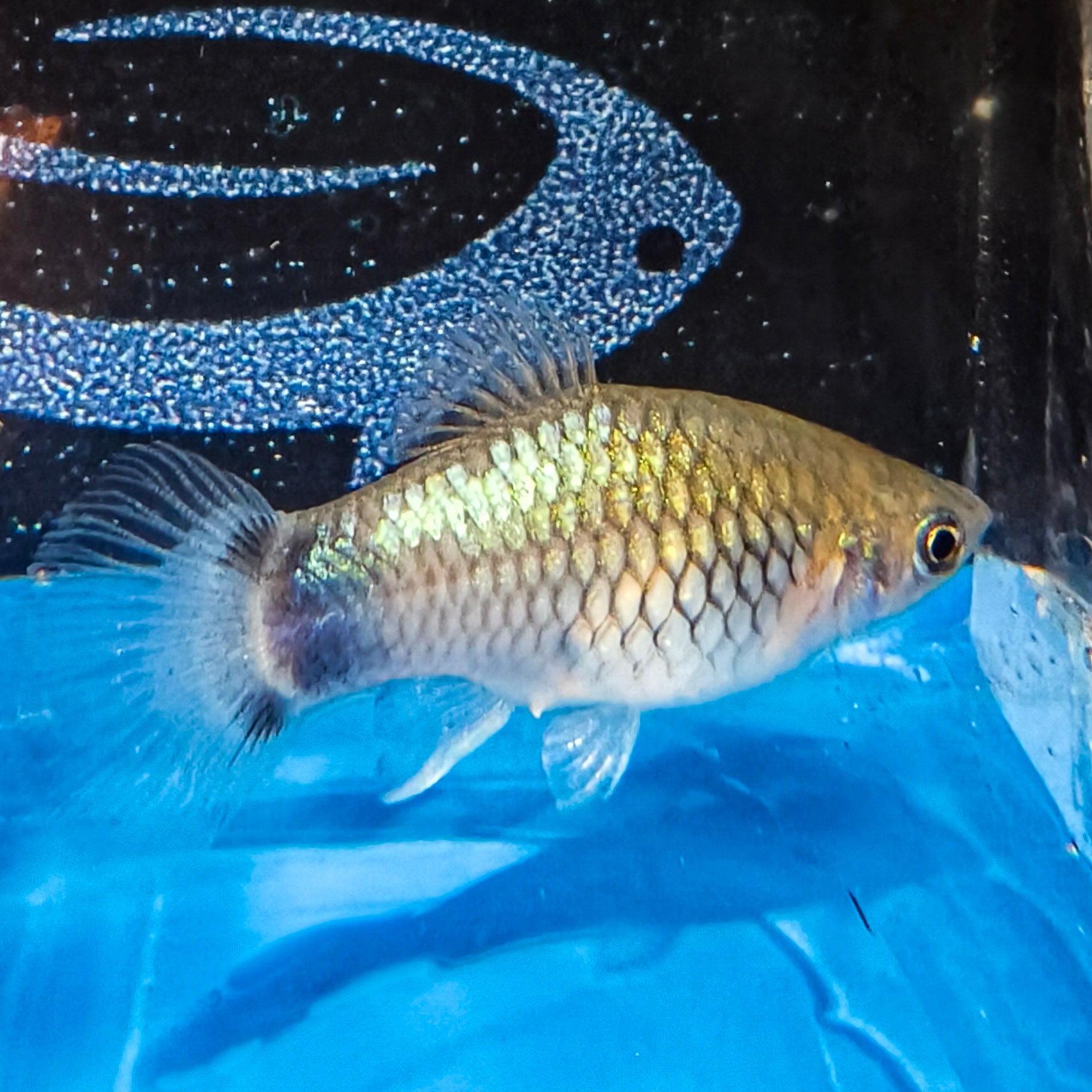 Xiphophorus Maculatus - Blue Mickey Mouse Platy – Seastainable Supply