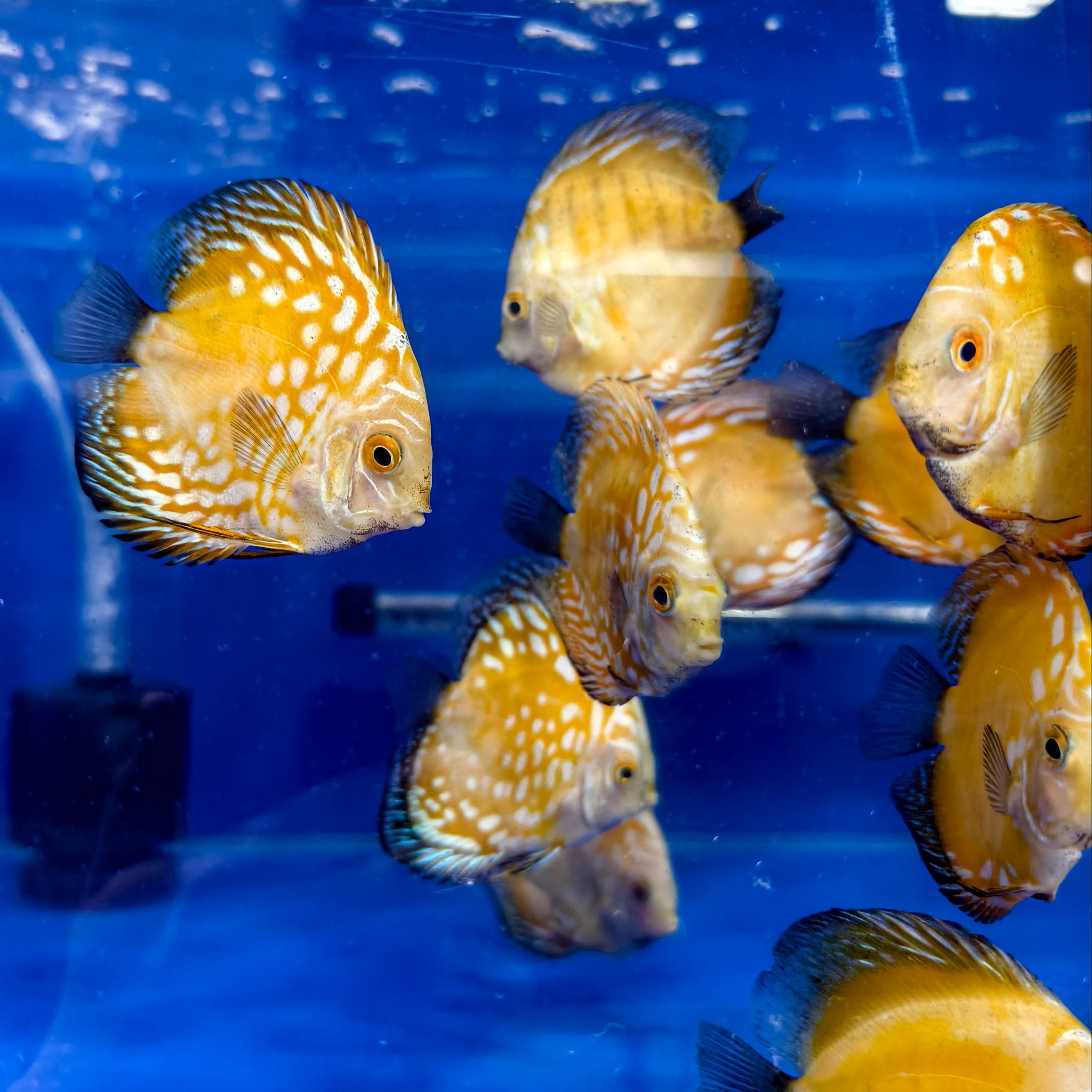 Symphysodon Discus - Pigeon Panda Yellow Discus – Seastainable Supply