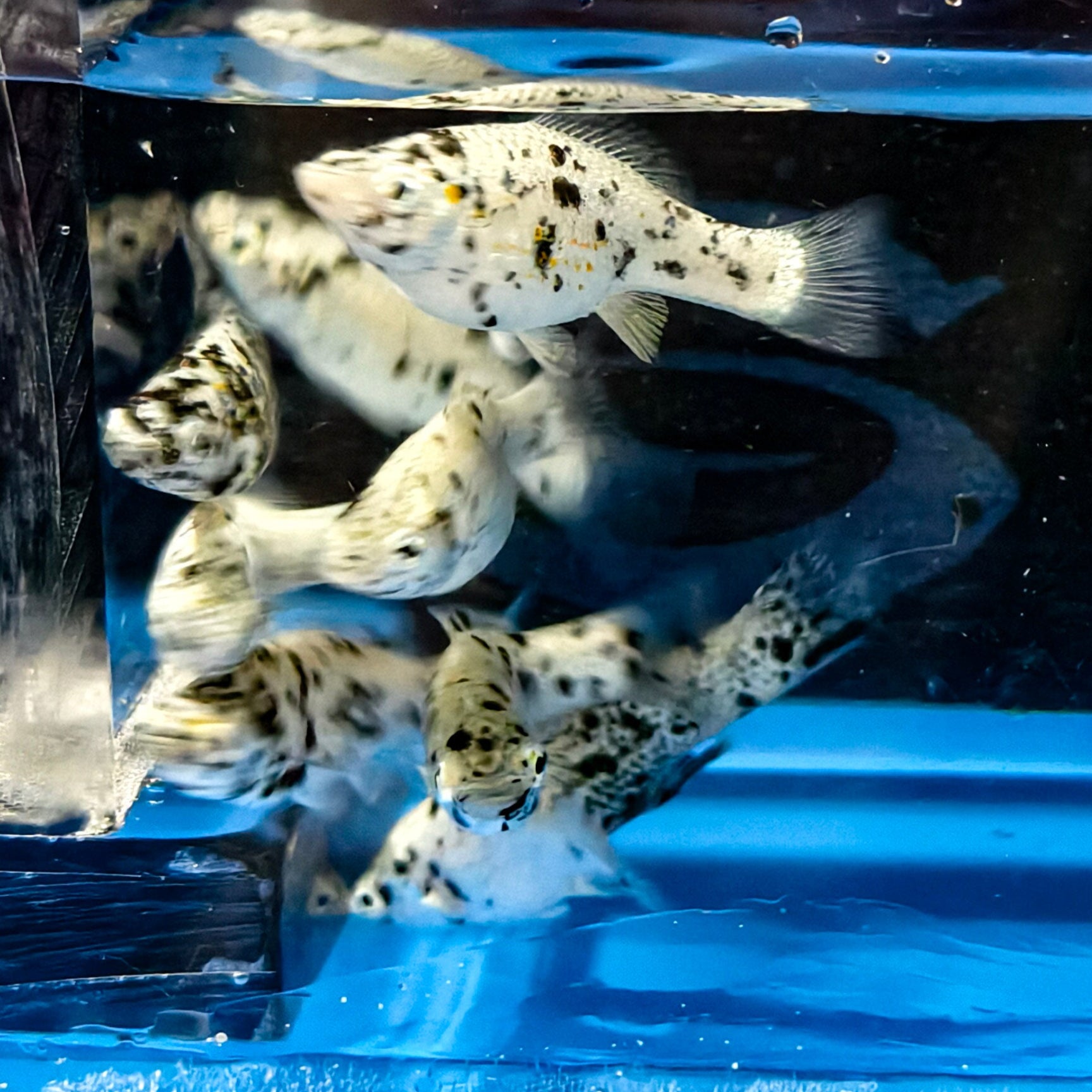 Poecilia Latipinna - Calico Molly – Seastainable Supply