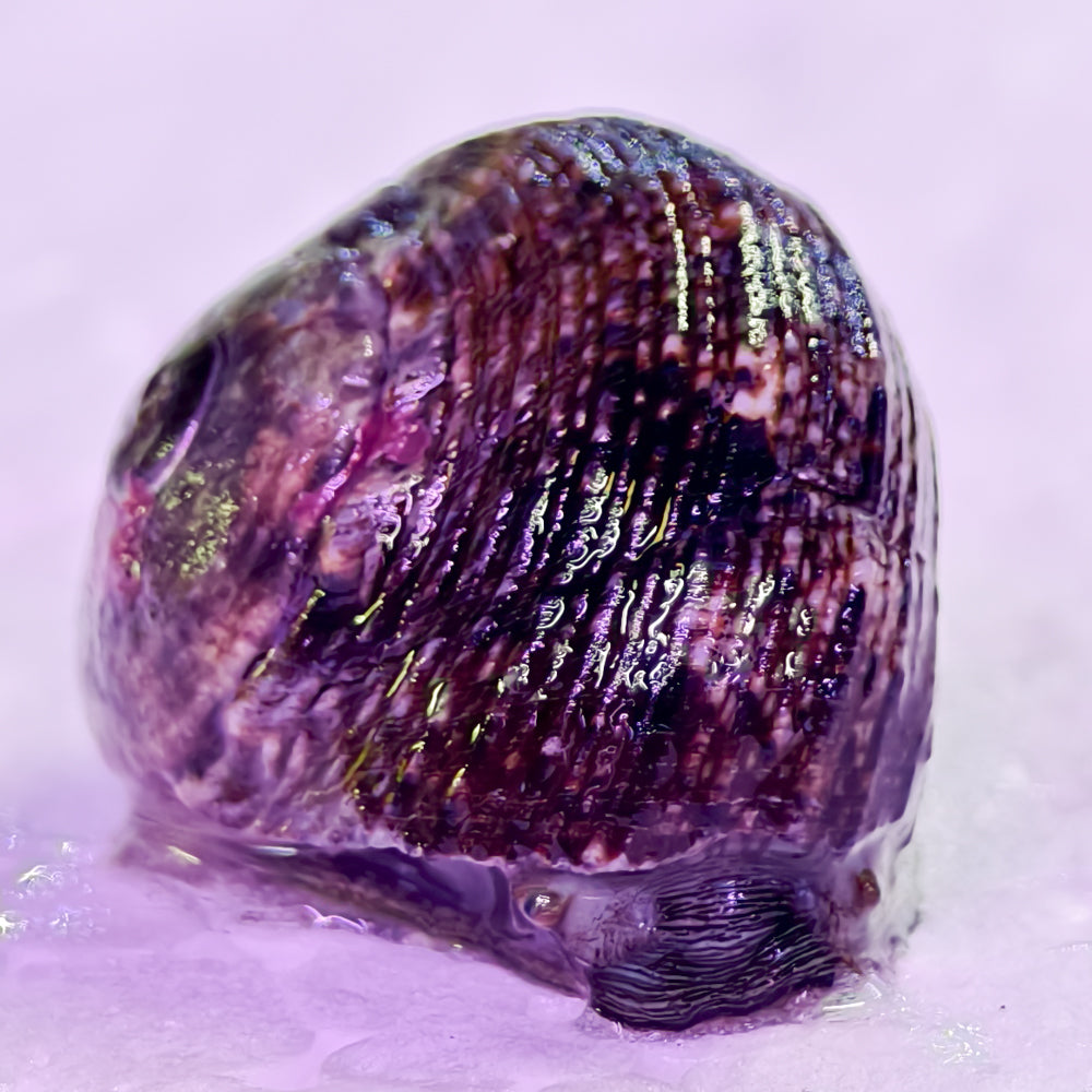 Turbo Flutuosus - Mexican Turbo Snail – Seastainable Supply