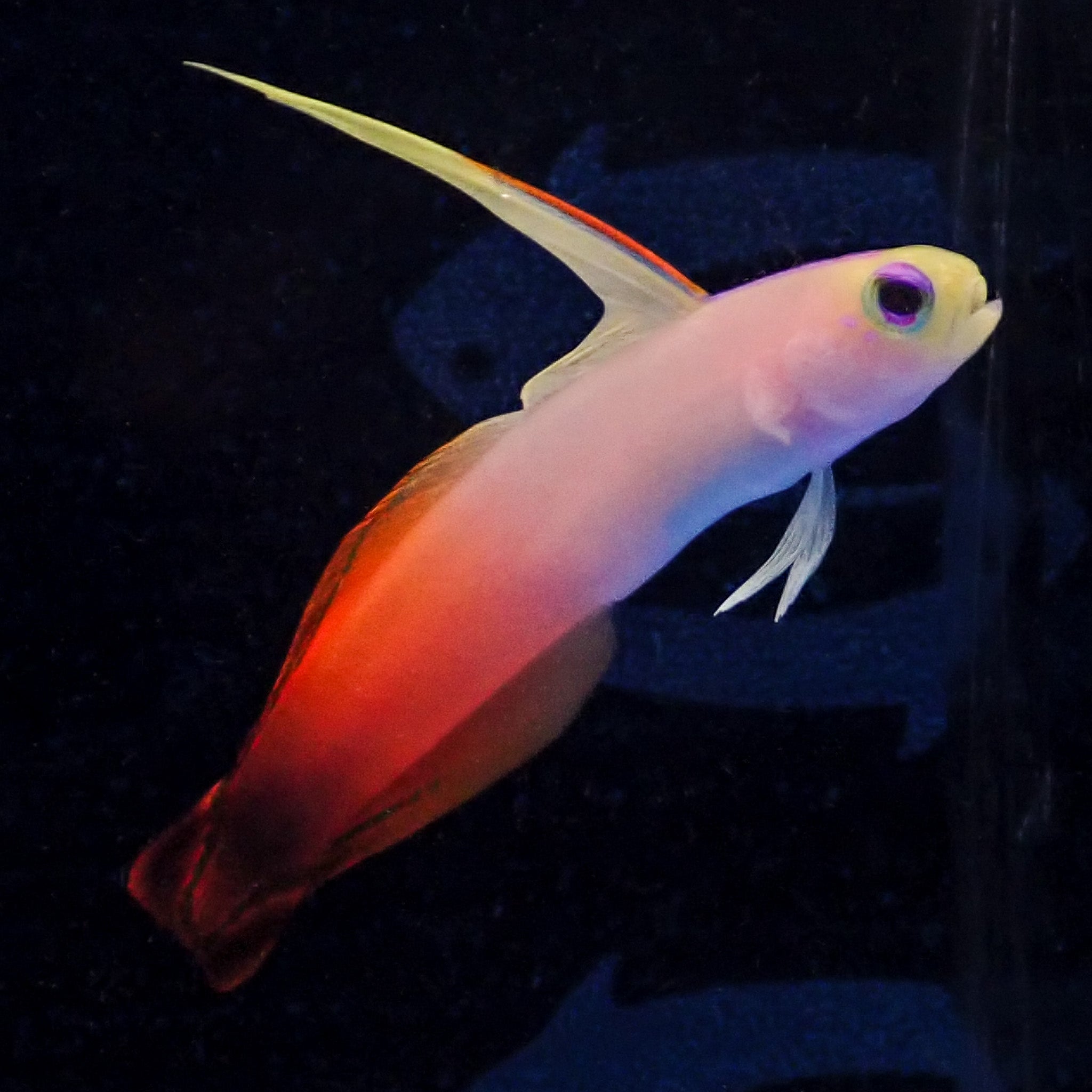 Nemateleotris Magnifica - Red Firefish Goby – Seastainable Supply