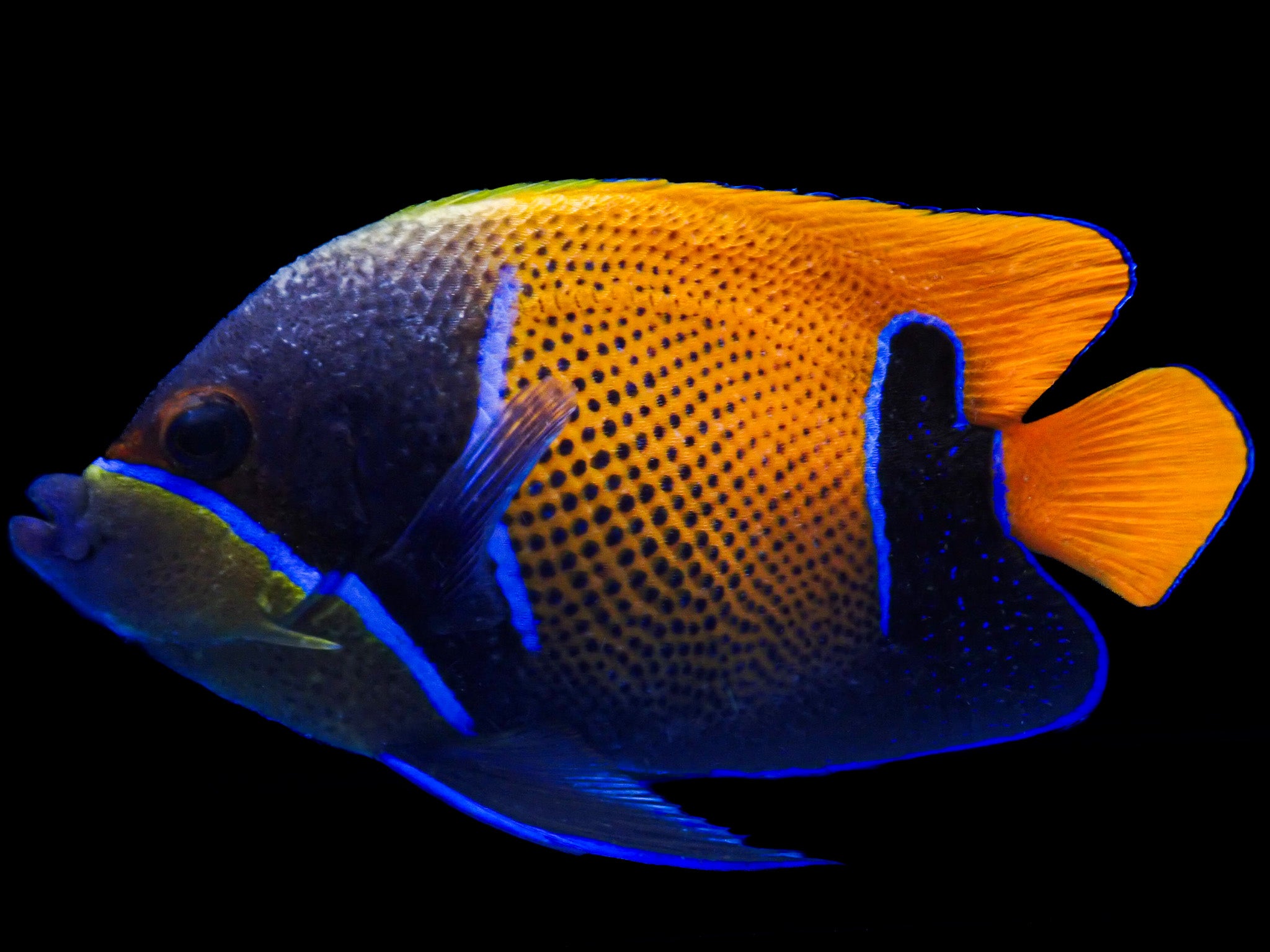 Pomacanthus Navarchus - Majestic Angel - Adult – Seastainable Supply