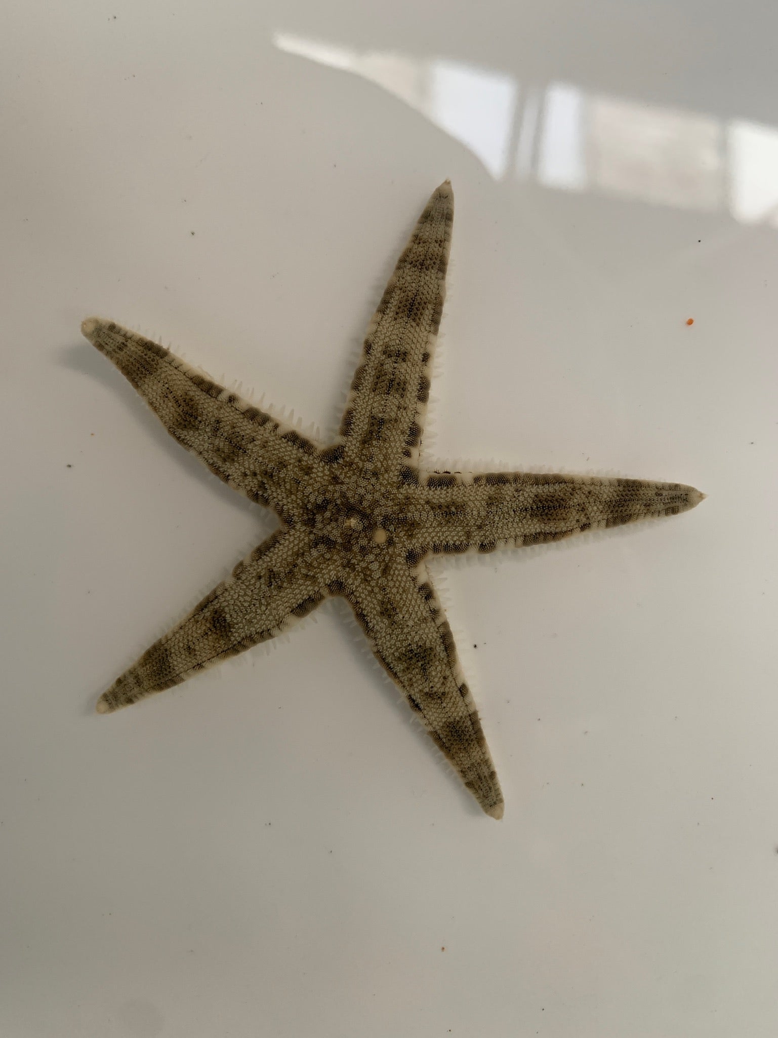 Archaster Sp. - White Sand Sifting Starfish – Seastainable Supply