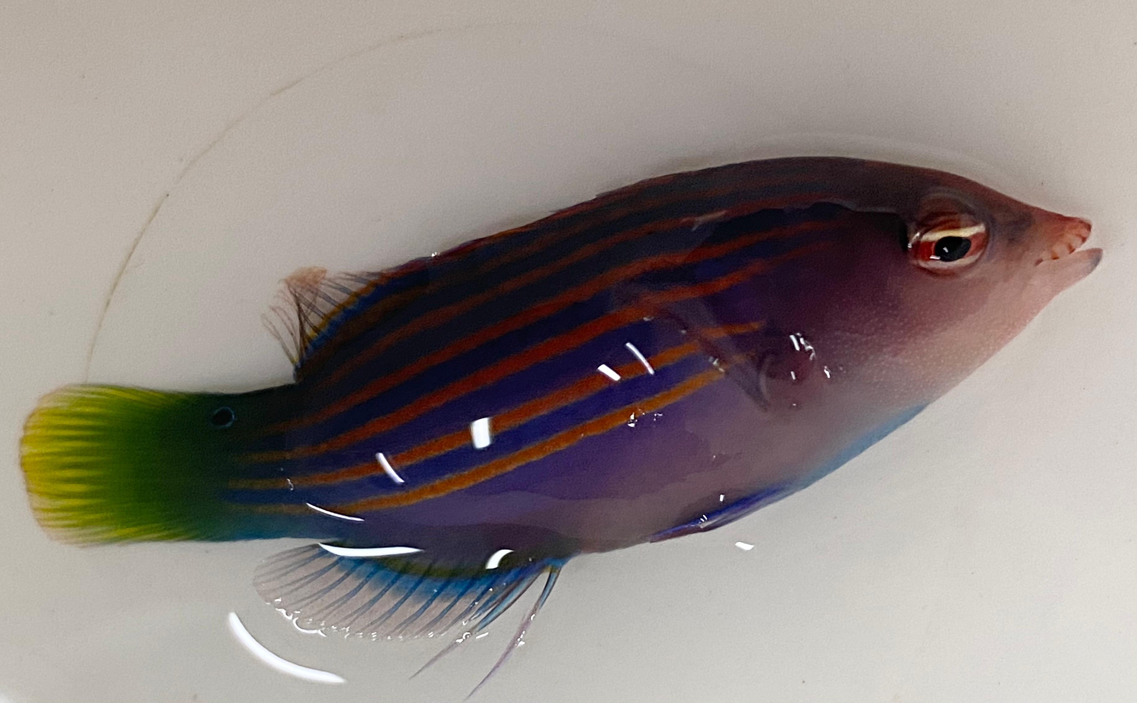 Pseudocheilinus Hexataenia Six-Lined Wrasse – Seastainable Supply