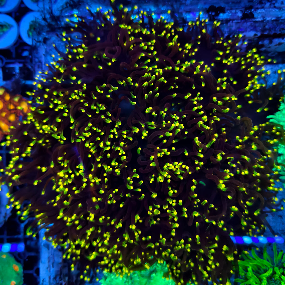 Catalaphyllia Jardinei - Yellow Tip Elegance – Seastainable Supply