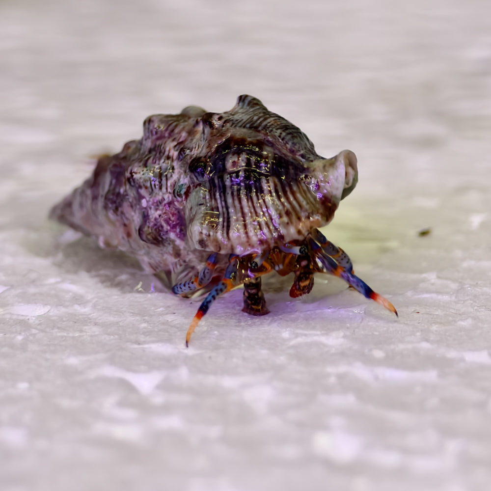 Clibanarius Tricolor - Blue Legged Reef Hermit Crab – Seastainable Supply
