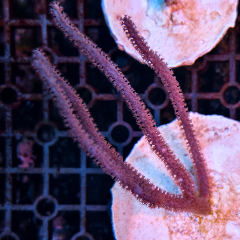 Rumphella sp. - Bushy Branch Gorgonian – Seastainable Supply